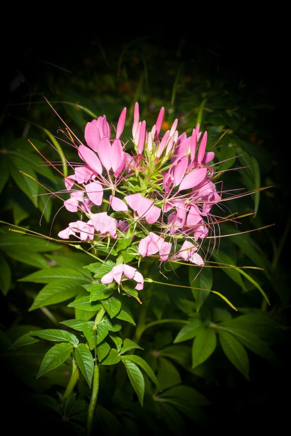 Hot pink spider plant stock photo. Image of captivating - 30415514