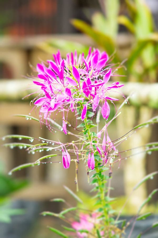Pink Spider flower stock photo. Image of garden, season - 48633258