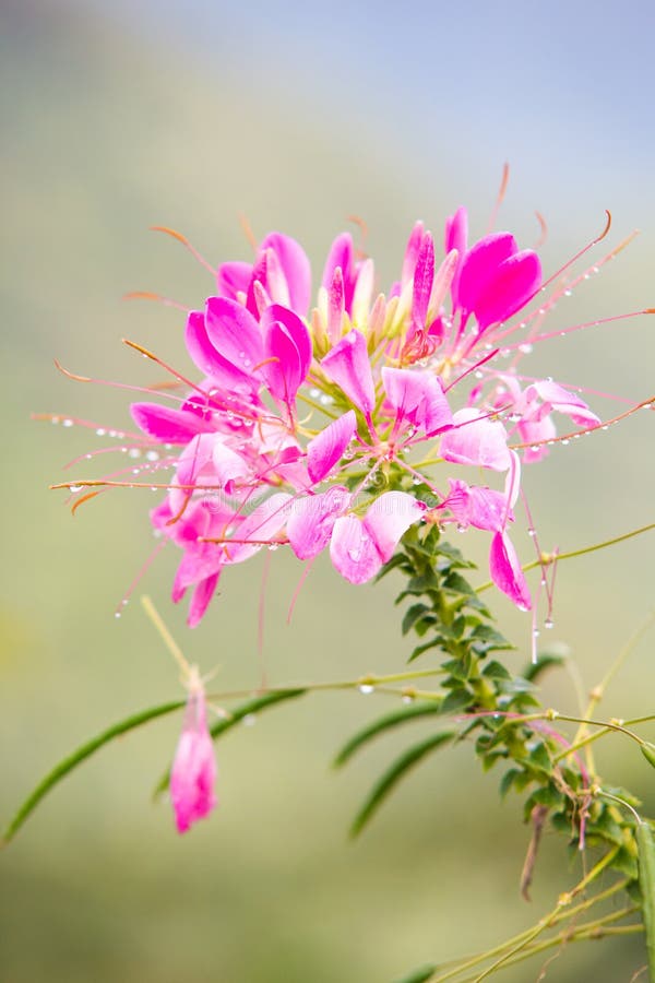 Pink Spider flower stock photo. Image of garden, season - 48633258