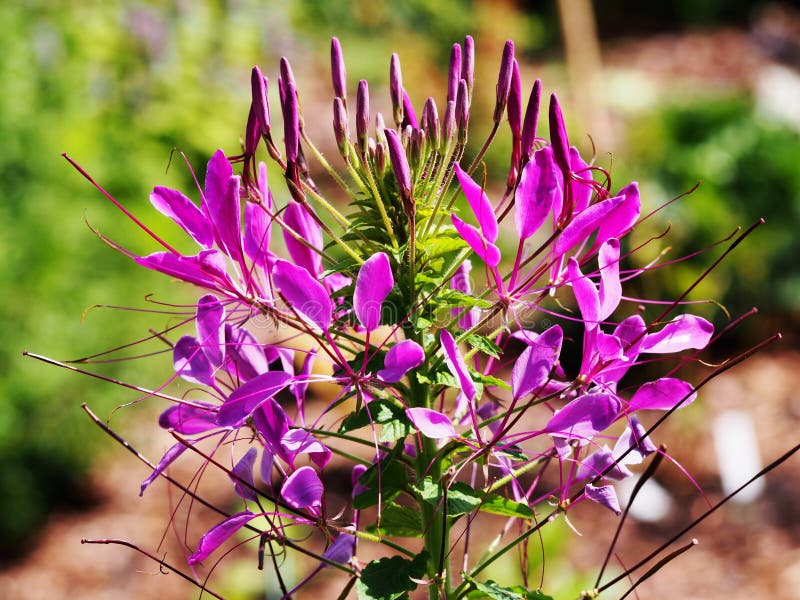 Pink Spider Flower - Cleome Spinosa Stock Photo - Image of spider ...