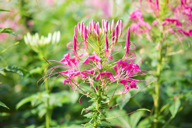 Pink Spider flower stock photo. Image of growing, bloom - 48633884