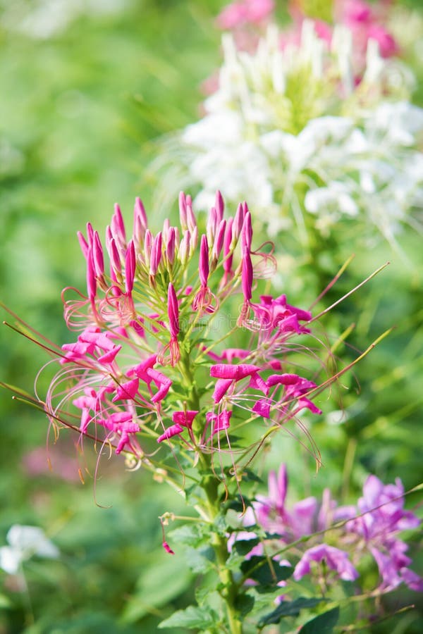 Pink Spider flower stock photo. Image of growing, bloom - 48633884