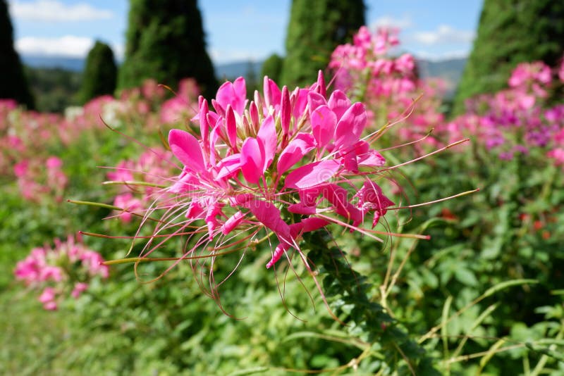 Pink Spider flower stock image. Image of hassleriana - 84396389
