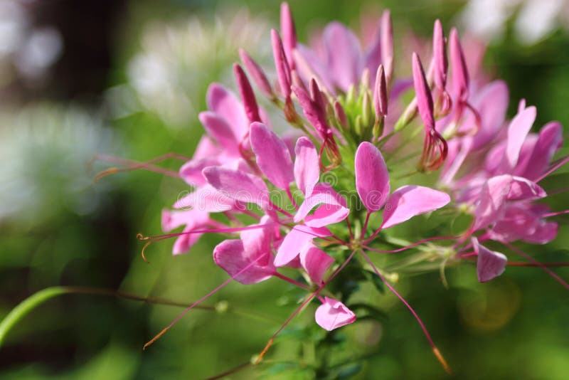 Pink Spider Flower Has a Beautiful Pattern. Stock Image - Image of ...