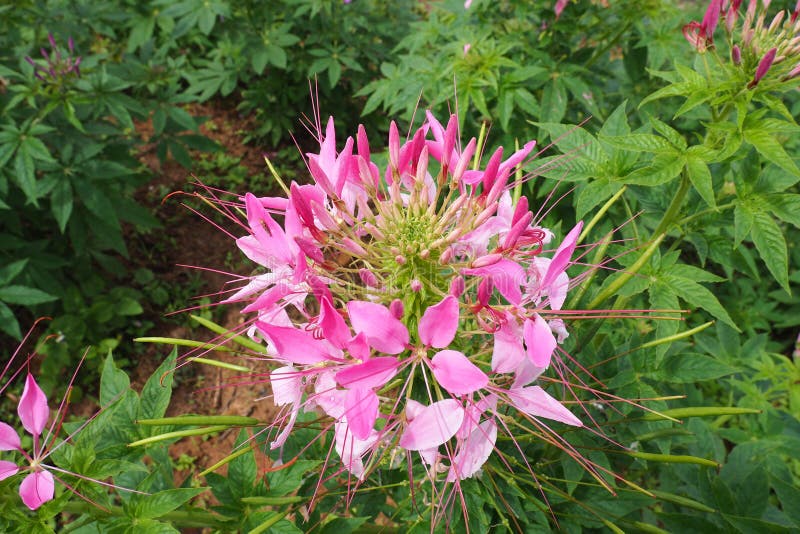 Pink spider flower stock image. Image of purple, beautiful - 101623223
