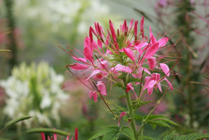 Pink spider flower stock image. Image of purple, beautiful - 101623223