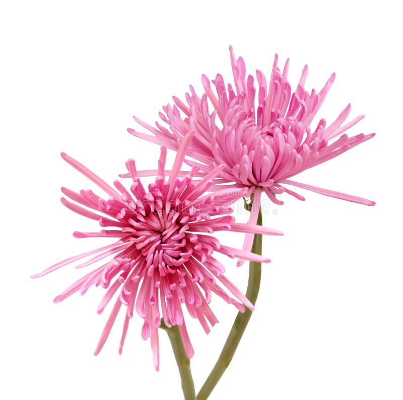 Hot pink spider plant stock photo. Image of captivating - 30415514