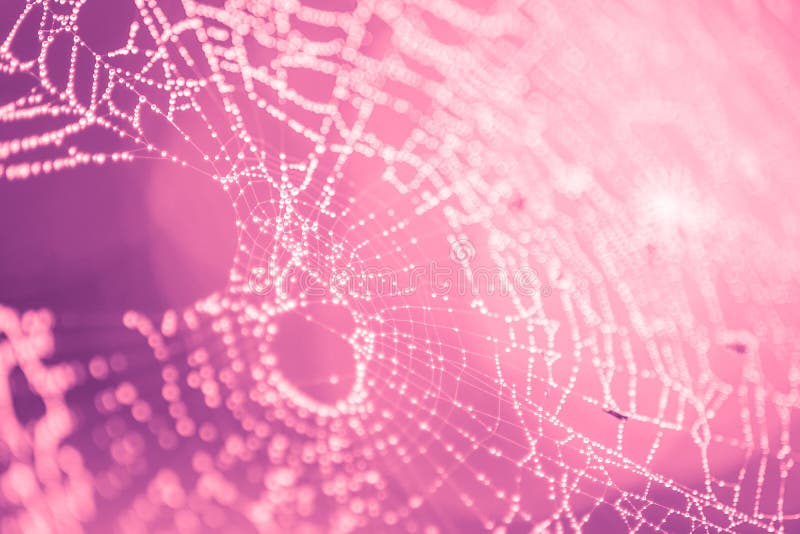 Pink Spider Web in Droplets of Rain, Macro Image Stock Photo - Image of ...