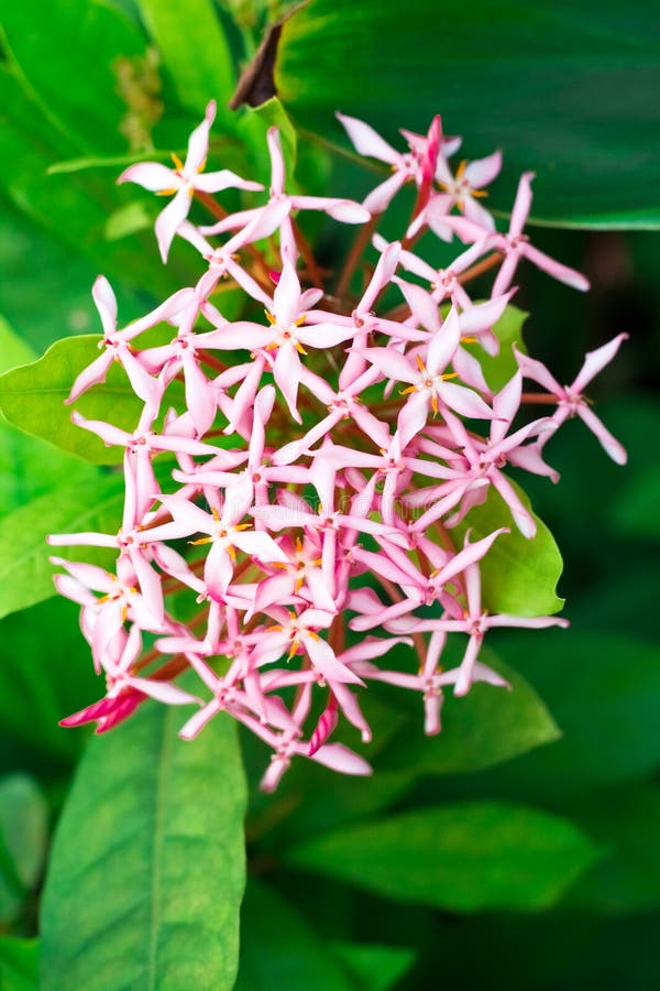 Pink Spike Flower on Background,front View Stock Image - Image of ...