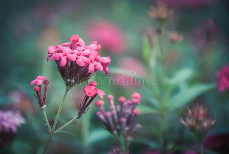 Pink Spike Flower in the Garden with Green Background Stock Image ...