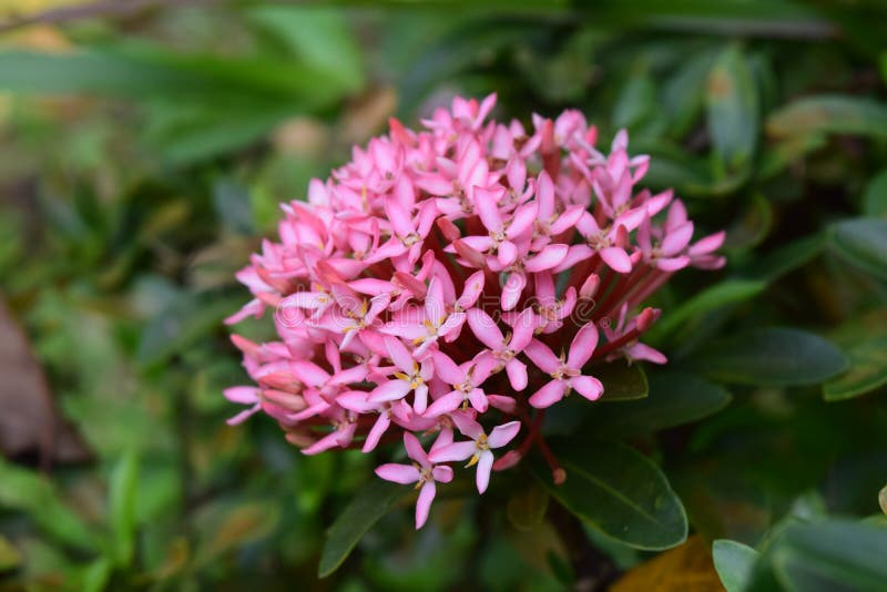 Pink Spike Flower in the Garden Stock Image - Image of beauty, bright ...