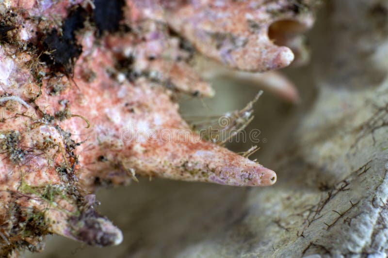 Pink Spiky Sea Creature Spines, Macro. Stock Image - Image of close ...