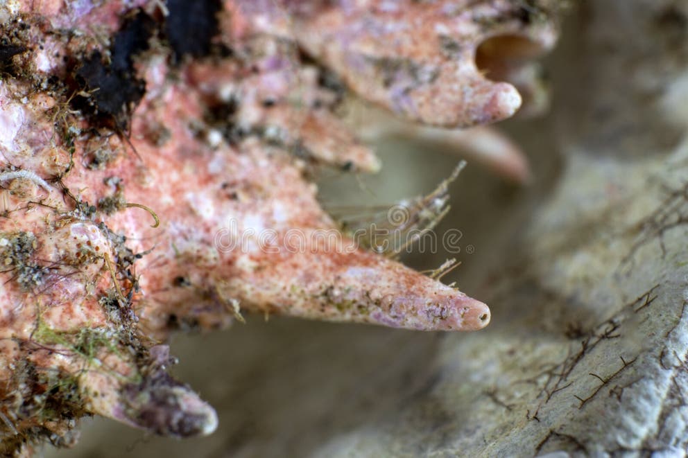 Pink Spiky Sea Creature Spines, Macro. Stock Image - Image of close ...