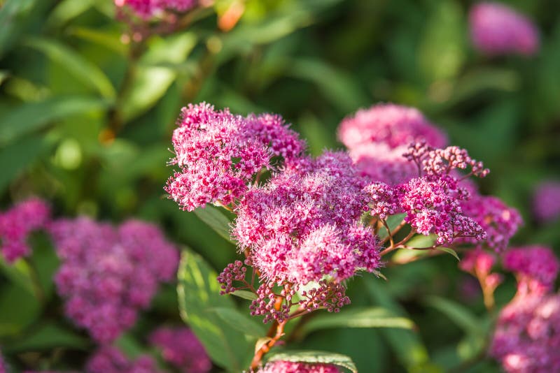 Pink Spiraea Bush in the Garden Stock Photo - Image of plants, park ...