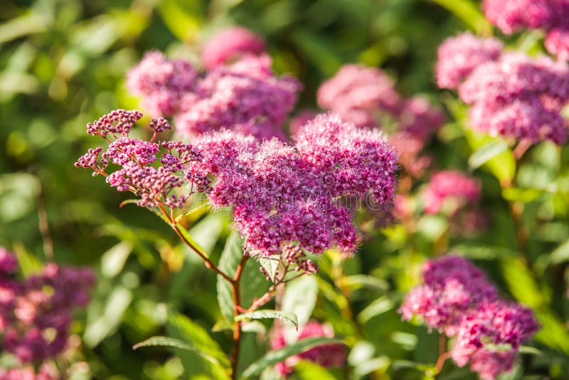 Pink Spiraea japonica stock photo. Image of flower, color - 96329346
