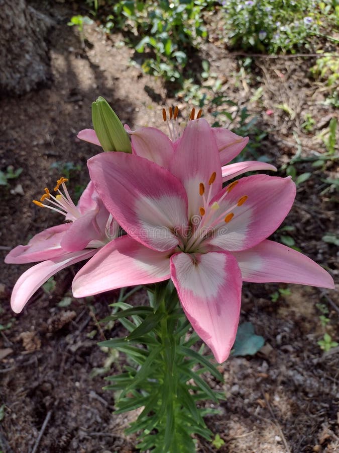 Pink Splash Lilly stock photo. Image of tree, autumn - 264242764