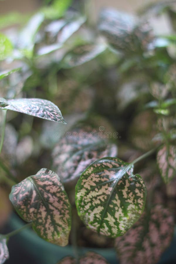 Pink splash 0274 stock photo. Image of color, gardening - 190175128