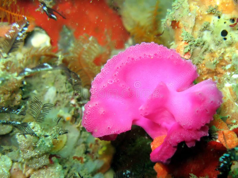 Pink Sponge stock image. Image of scuba, elizabeth, south - 6054335