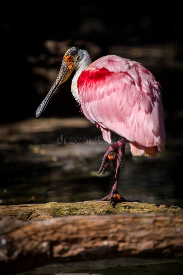 Pink Spoon Bird on the Branch in Zoo Stock Image - Image of ajaja ...