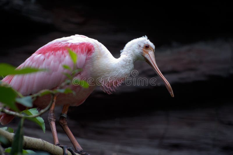 Pink spoonbill bird stock photo. Image of marsh, magenta - 1052196