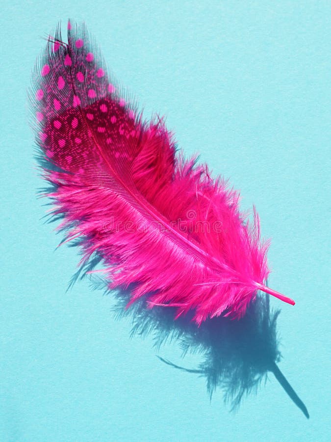 Pink Spotted Bird Feather on a Sunny Blue Table. Art Card Stock Image ...