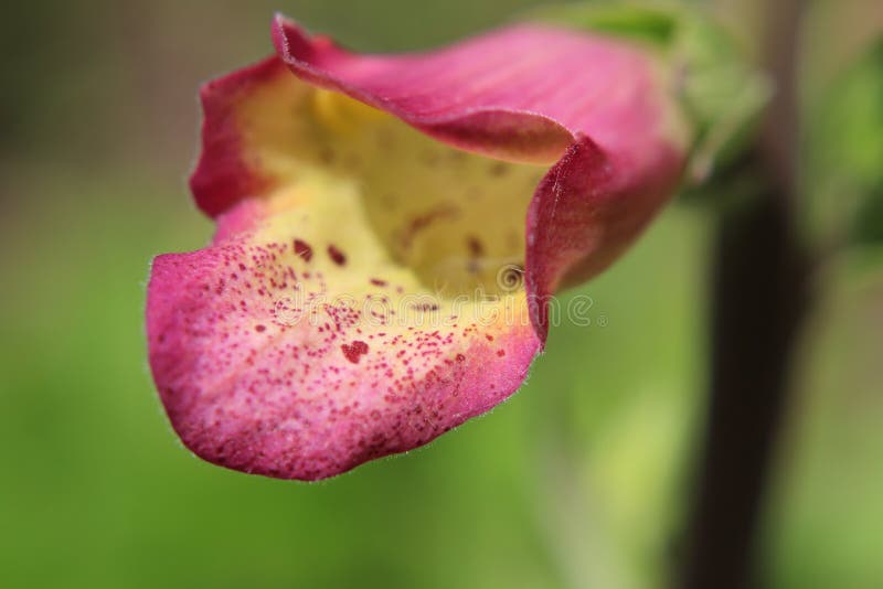 Pink spotted flower stock photo. Image of exotic, petals - 74024872