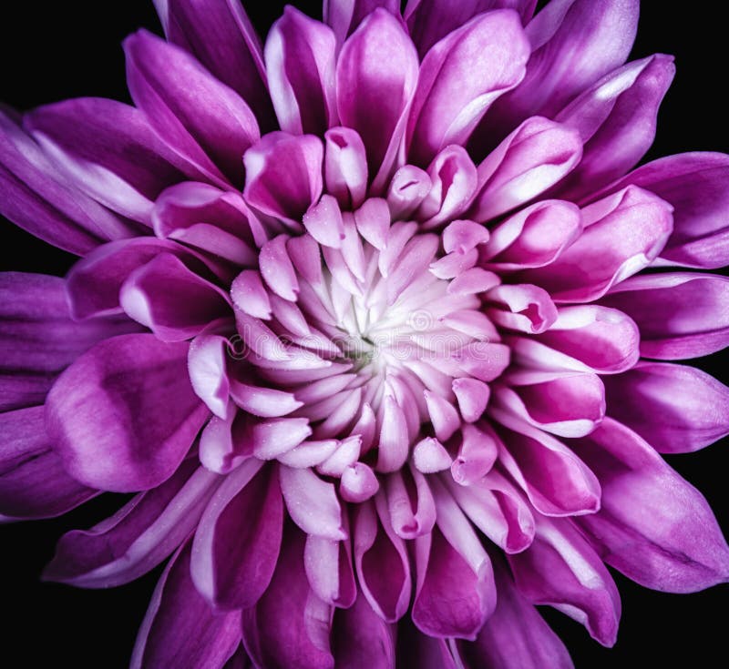 Spraymum Stock Photos - Free & Royalty-Free Stock Photos from Dreamstime