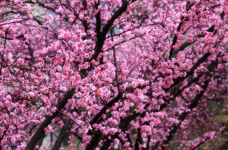 Pink Spring stock photo. Image of trees, blooming, spring - 16220304