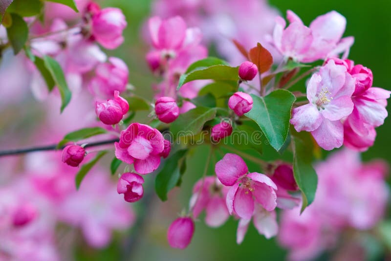 Pink spring stock photo. Image of pink, gentle, nature - 18513264