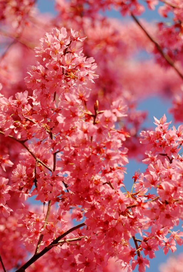 Pink Spring Flowers stock image. Image of nature, outdoors - 4648427