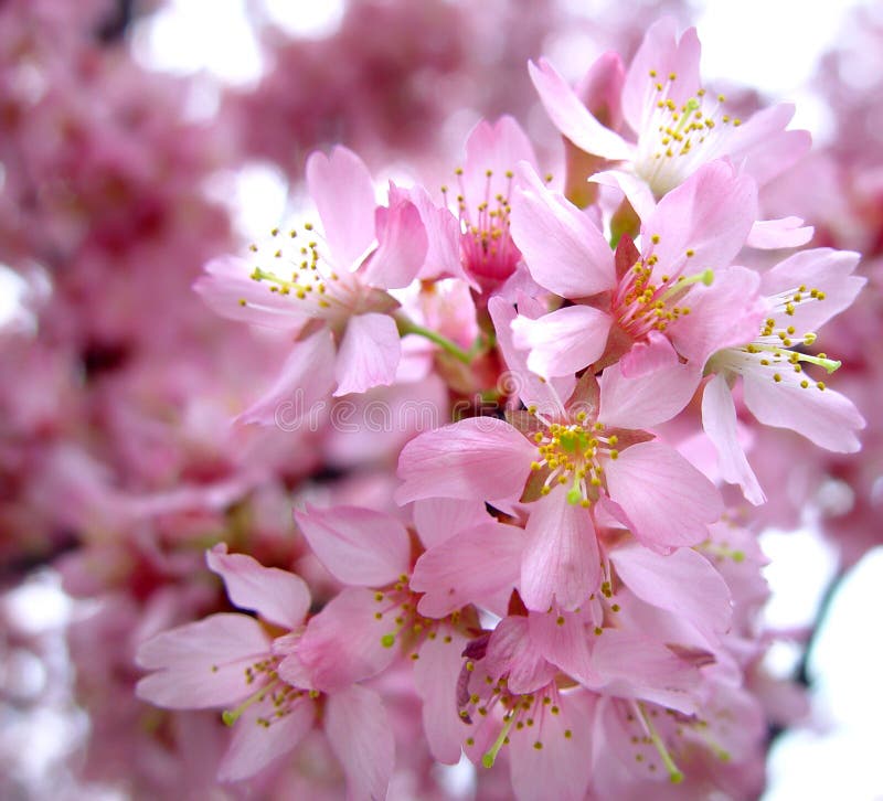 Pink spring stock image. Image of light, garden, sunny - 492329