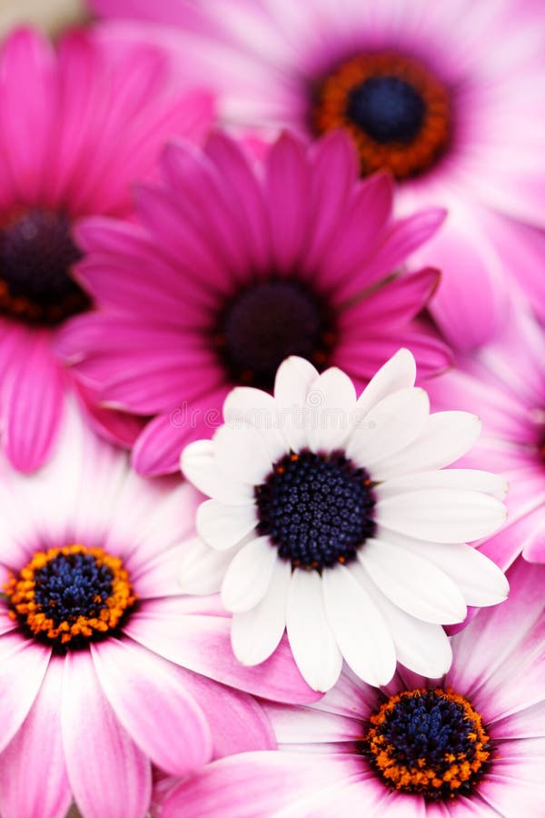 Pink spring stock image. Image of flowers, blossom, plant - 9070369