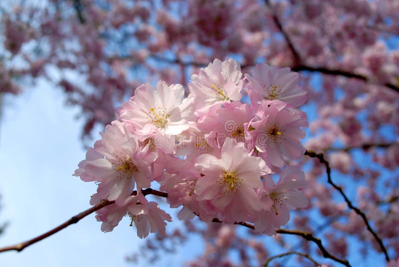Pink spring stock image. Image of bouquet, asia, tree, nature - 930949