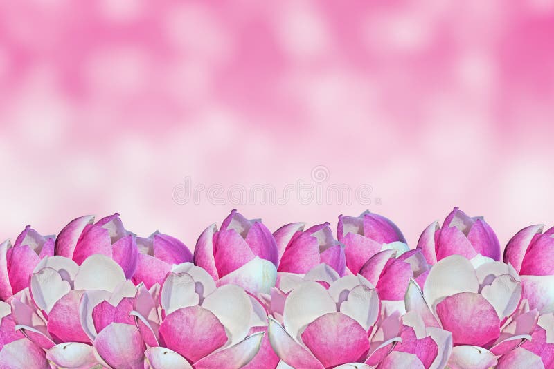 Pink Spring Abstract Background Stock Photo - Image of space, nature ...