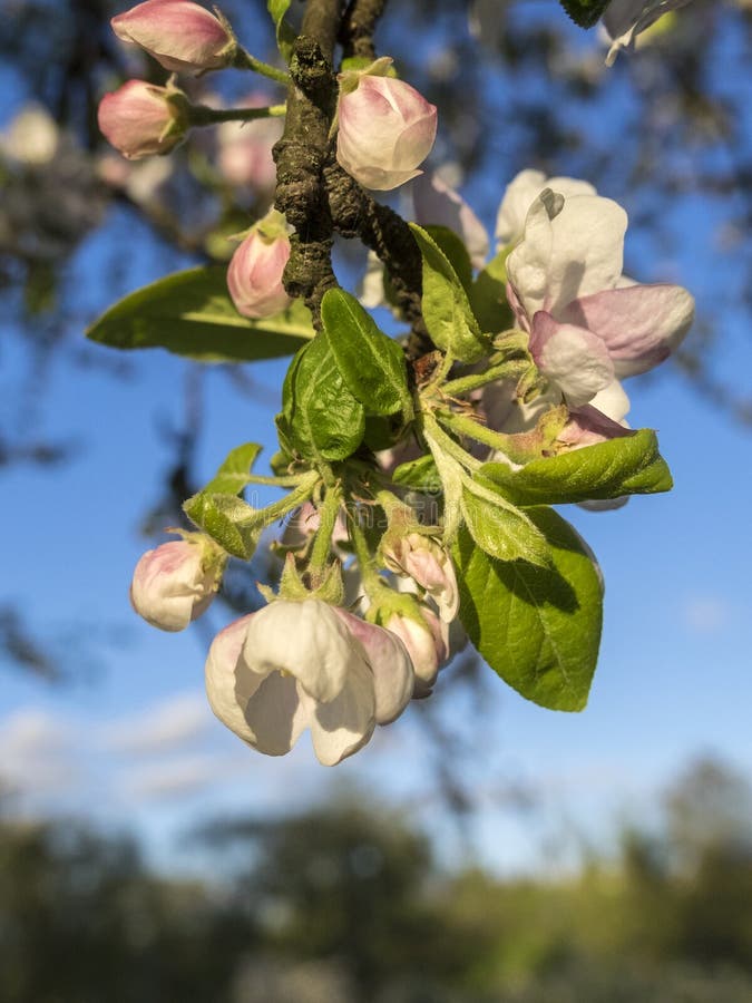Pink Spring Apple Flowers on a Tree Stock Image - Image of apple ...