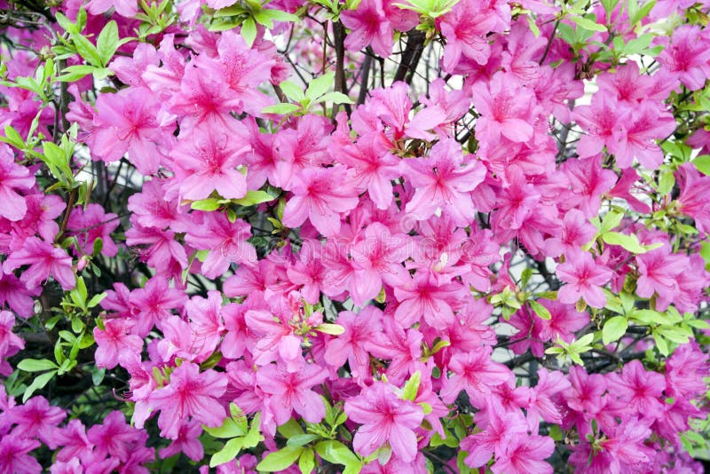 Pink Spring Azaleas stock image. Image of plant, horizontal - 135936265