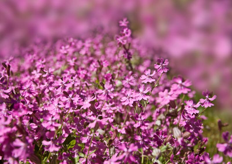 Pink spring background stock image. Image of background - 38730927
