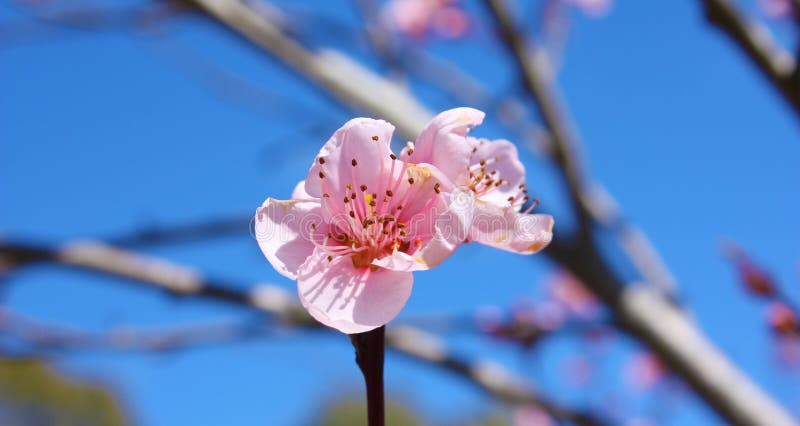 Pink spring bloom stock photo. Image of sunny, blossom - 83074256