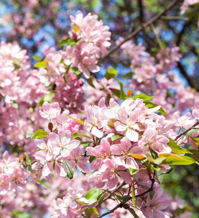 Pink spring blossom stock photo. Image of green, outdoors - 179603240