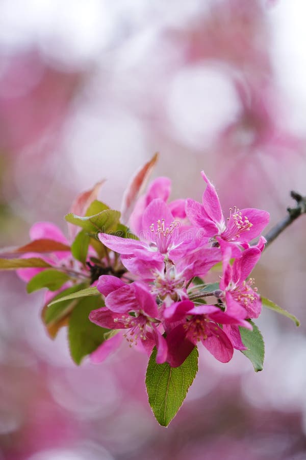 Pink spring blossom stock photo. Image of flowers, nature - 28441792