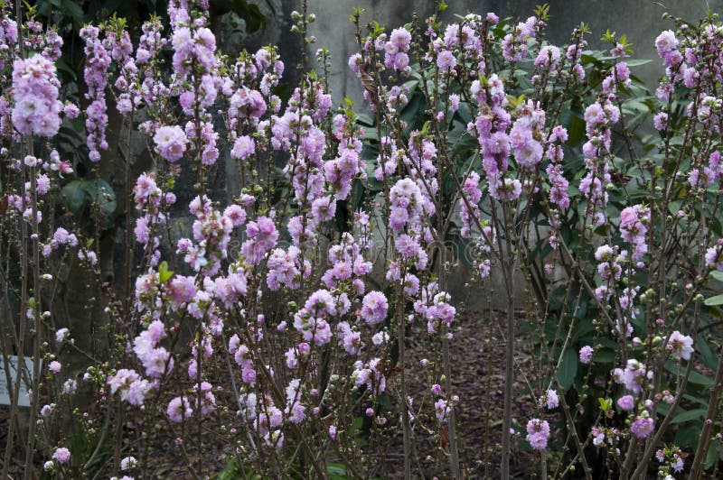 Pink Spring Blossoms on Bare Branches Stock Photo - Image of petal ...