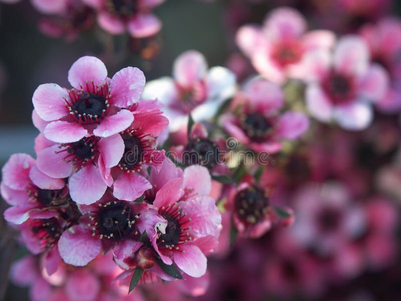 Pink Spring Blossoms stock photo. Image of head, color - 90006080