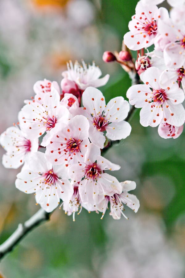 Pink spring blossoms stock photo. Image of background - 143050692