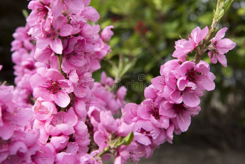 Pink Spring Blossoms. Nectarine Tree - Prunus Persica Nectarina ...