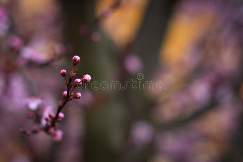 Pink Buds in Spring Against a Dark Background Stock Image - Image of ...