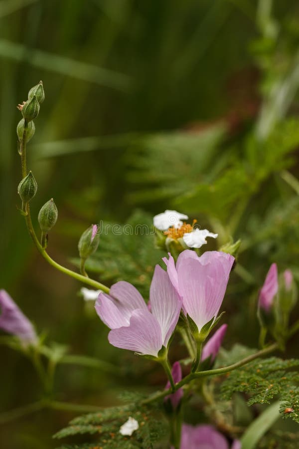 Pink Spring Checkerbloom Wildflowers and Buds Stock Image - Image of ...