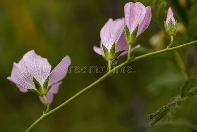 Pink Spring Checkerbloom Wildflowers Stock Image - Image of nature ...