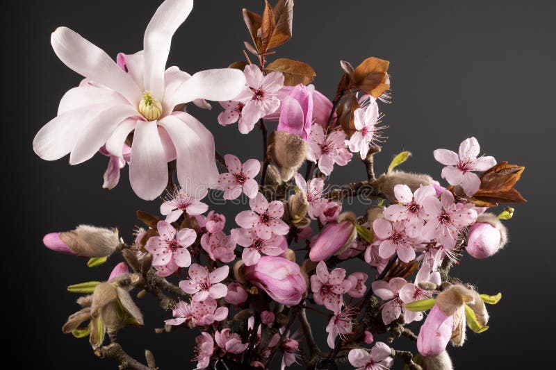 Pink Spring Cherry Blossom. Stock Image - Image of grey, background ...