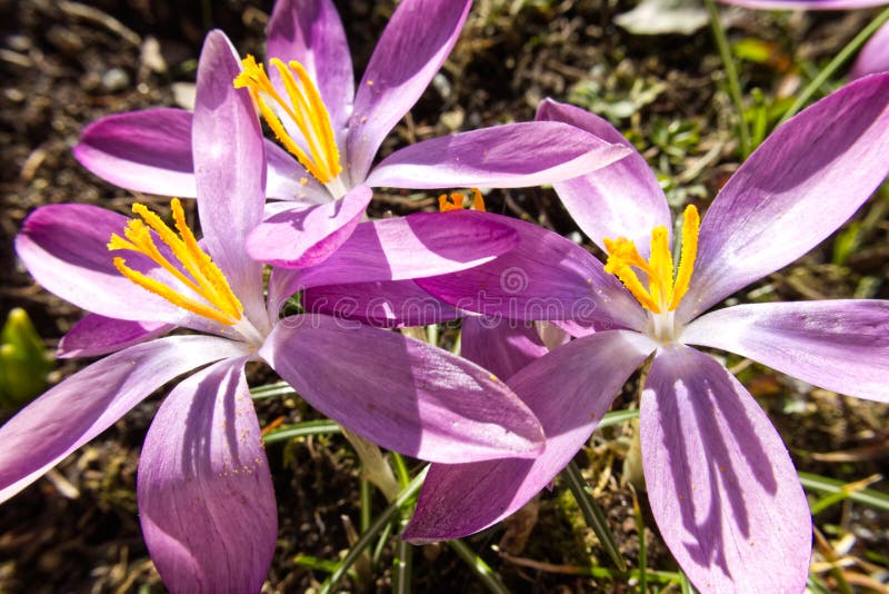 The Pink Spring Crocuses on Green Grass Background Stock Photo - Image ...