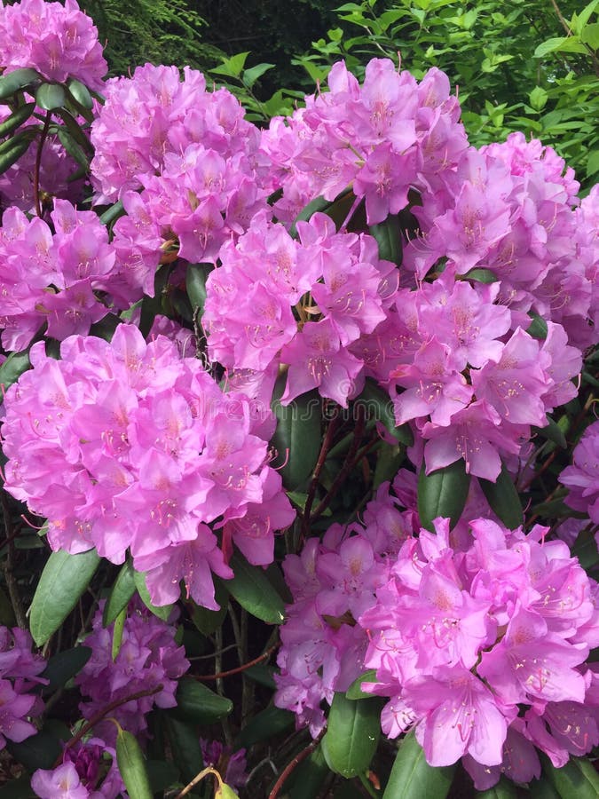 Pink spring flower stock photo. Image of bush, spring - 57737162